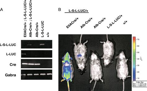 Mouse Reporter Strain For Noninvasive Bioluminescent Imaging Of Cells
