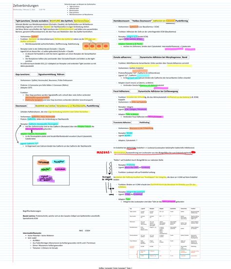 Zellbio 11 Zellverbindungen Zellverbindungen Am Beispiel Der