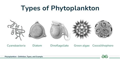 Phytoplankton Definition Types And Example Geeksforgeeks