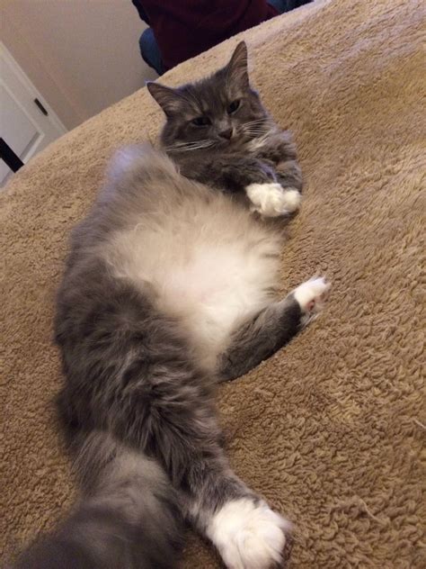 Belly Album On Imgur Belly Album On Imgur