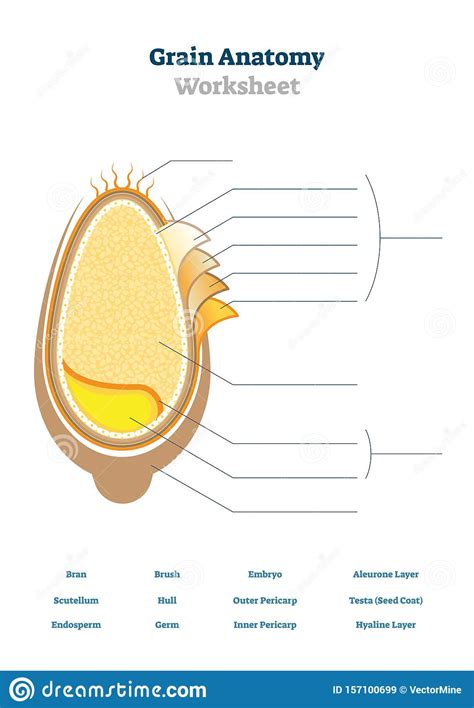 Seed Anatomy Worksheet Anatomy Worksheets