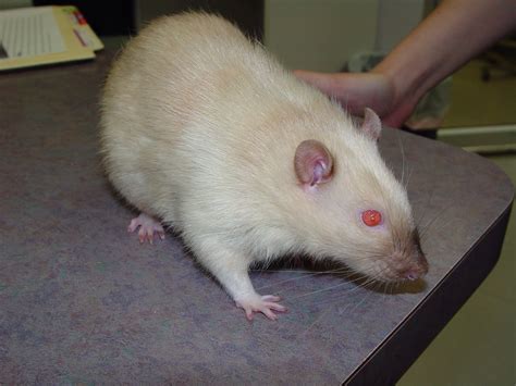 Rat Care Chicago Exotics Animal Hospital