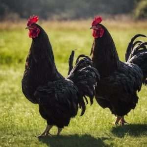 What Are The Tallest Chicken Breeds A Guide For Poultry Enthusiasts