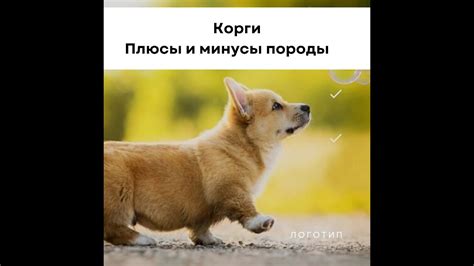 Корги - плюсы и минусы породы. Самые важные нюансы о корги - YouTube