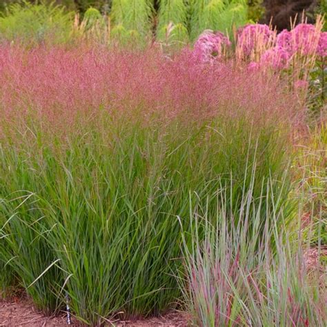 Panicum Virgatum Apache Rose Large Switch Grass