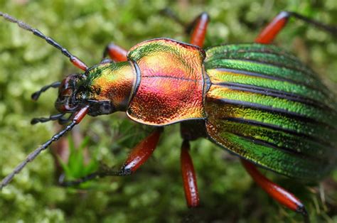 Жук Красотел Как выглядит Где обитаем Чем питается и Интересные факты Фото