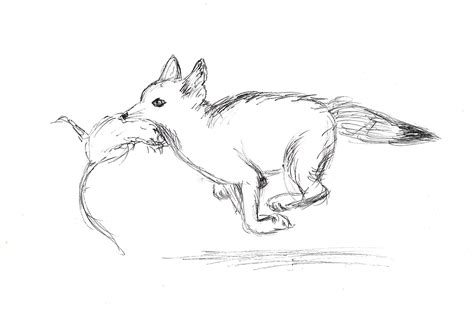 Swift Fox Drawing At Explore Collection Of Swift Fox Drawing