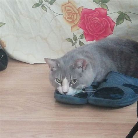 Pinky Breeze биография рост вес размер груди