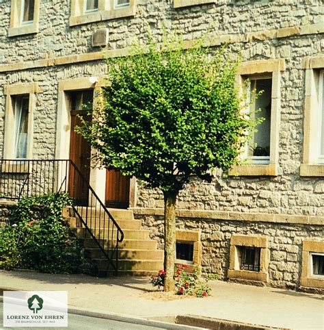 Crataegus Laevigata Coxyacantha Baumschule Lve