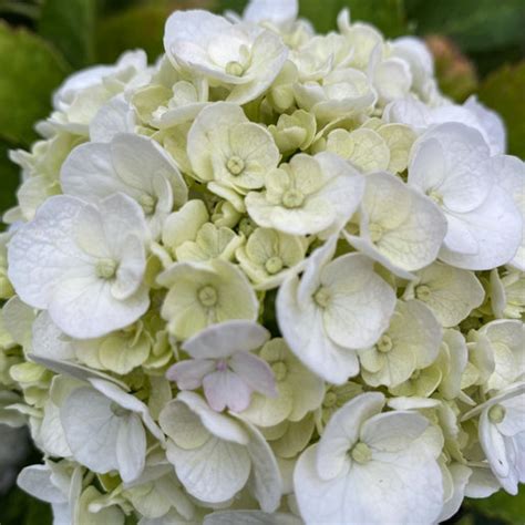 Hydrangea Macrophylla White Big Leaf Hydrangea Siteone