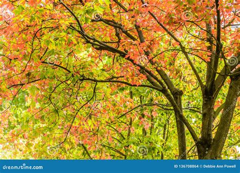 Vibrantly Colorful Tree Boasting Orange Green And Yellow Leaves Stock Photo Image Of Gold