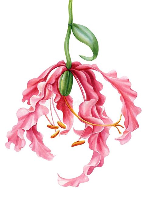 Exotic Flower Glory Lily Gloriosa Isolated Watercolor Botanical Hand