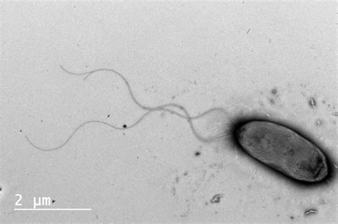 Pseudomonas Glycinae Sp Nov Isolated From The Soybean Rhizosphere Jia 2020