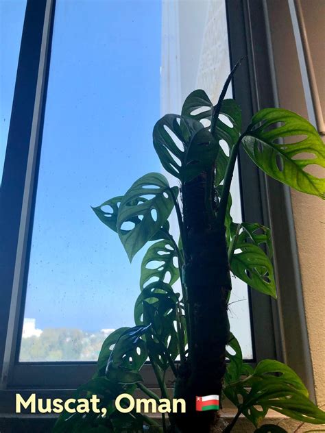 Fibonacci Vs Geometry R Monstera
