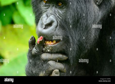 Silverback Gorillas Fighting