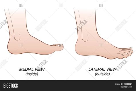 Foot Lateral Medial Vector And Photo Free Trial Bigstock