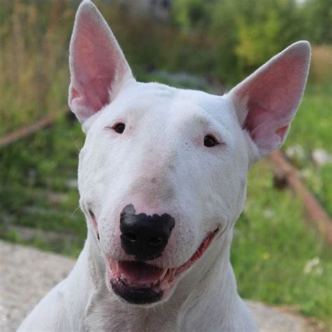 Bull Terrier Saiba Mais Sobre O Bull Terrier Petlove