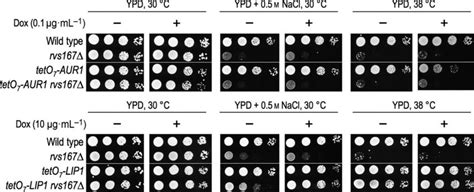 Effects Of Repression Of Ipc Synthase And Cer Synthase In Rvs167∆