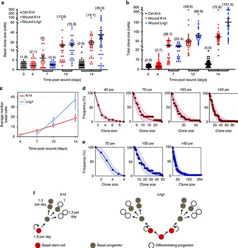 Distinct Epidermal Stem Cells Present Similar Clonal Dynamic During Download Scientific