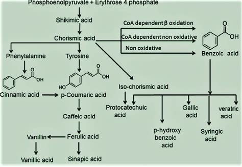 Chemical Synthesis Of Phenolic Compound At Steven Hines Blog