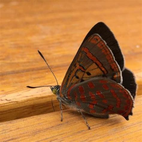 Jewels Hypochrysops Insect Identification Guide Habitat And Facts