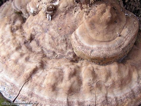 Ganoderma Adspersum Gobe Na Bovškem