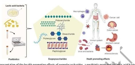 [PDF] Health promoting benefits of postbiotics produced by lactic acid bacteria ...