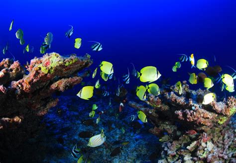 New World Map Of Fish Genetic Diversity Newsmyscience News News 2020
