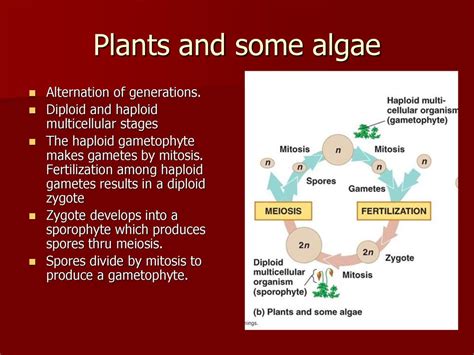 Plants Produce Gametes By Mitosis At Benjamin Range Blog