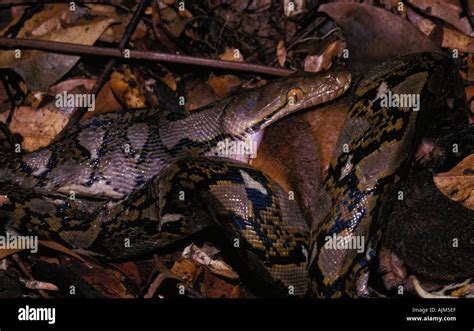 Borneo Python High Resolution Stock Photography And Images Alamy