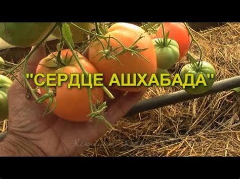 АВГУСТ Начинаем сбор семян. Сердце Ашхабада - YouTube