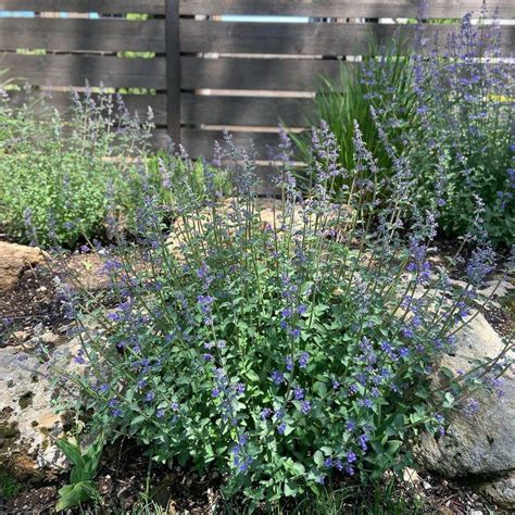 How To Grow Catnip Indoors And Outdoors 23 Brilliant Tips For Big