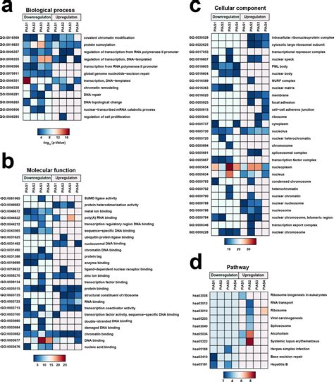 Sumo Proteomics Analyses Identify Protein Inhibitor Of Activated Stat