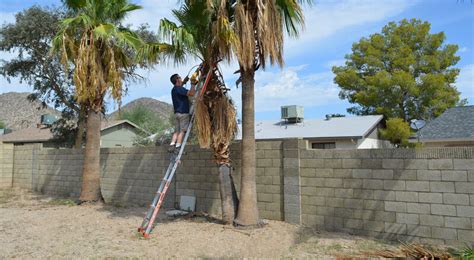 How To Remove A Palm Tree Stump AZ DIY Guy
