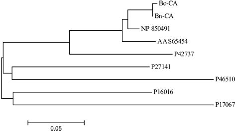 Phylogenetic Tree Of Sequence Alignment Of β Cas From Nine Plants The Download Scientific