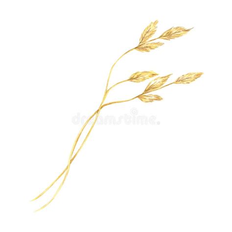 Two Slender Grass Stalk With A Few Grain Clusters Field Meadow Plant