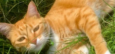 Bluebonnetpetcrematory