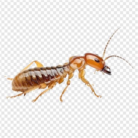 Premium Psd Termite Side View Full Body Isolate On Transparency