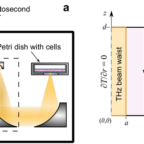 Experimental Setup For Cell Irradiation A Schematic Diagram B
