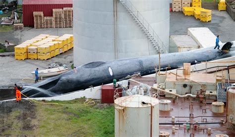 Island Jagdsaison 2022 Fielen 139 Finnwale Zum Opfer