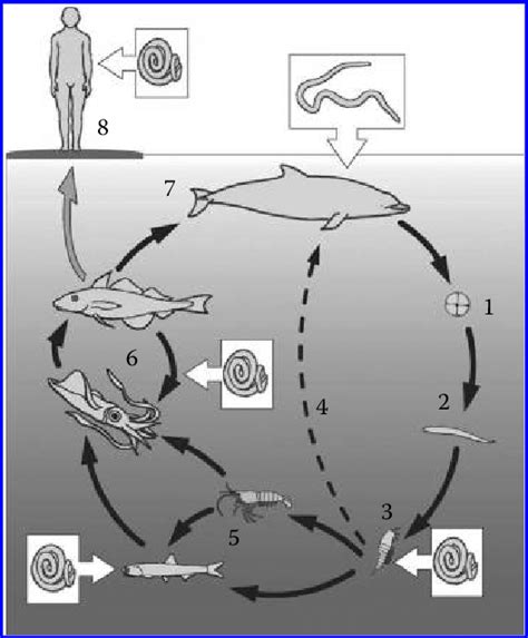 8 Generalized Life Cycle Of A Simplex 1 Adult Worms Reside In The Download Scientific