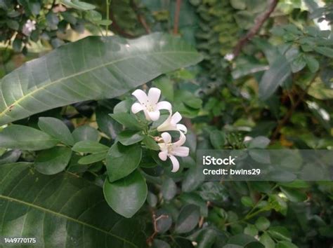 Murraya Paniculata Folium 또는 오렌지 재스민 또는 Kemuning 의 아름다운 꽃은 자연 배경에 고립되어 있습니다 식물은 요리와 전통 의학의 향신료로