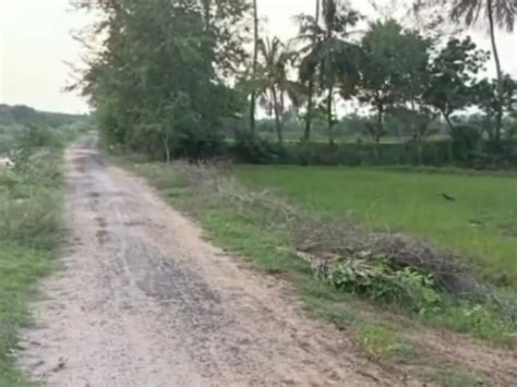 Karur Death Of Lamb Born With Abnormally Large Head In Karur Tnn வித்தியாசமாக பிறந்த