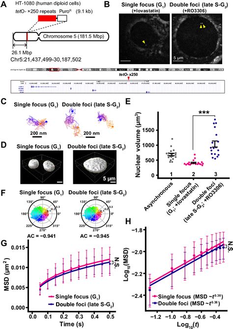 Motion Of Specific Genomic Loci In G 1 And Late S G 2 Phase A