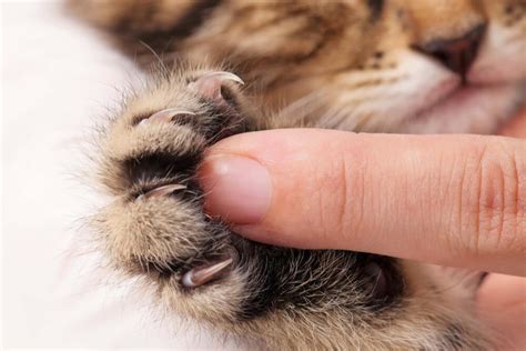 Declawing Remoção Das Garras Em Gatos O Que Você Precisa Saber