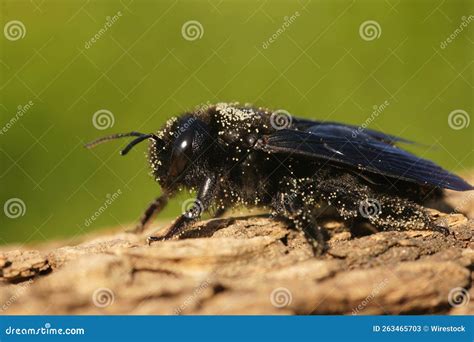 A Large Black Carpenter Bee On Wood In A Field Under The Sunlight With