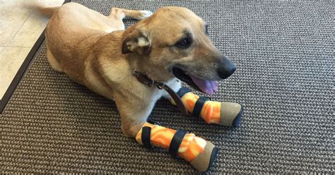 Pay De Limón El Perro Que Sobrevivió A Las Torturas Del Cártel De Los