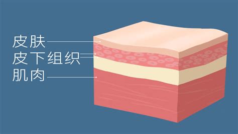 人体软组织结构 皮肤 皮下组织 肌肉