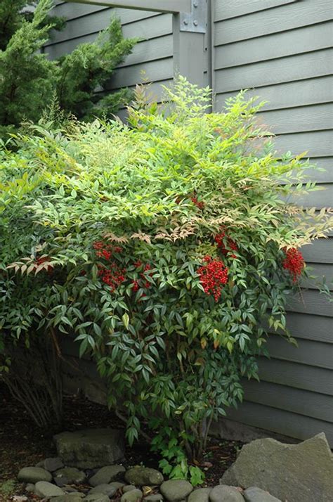 Shade Shrubs For Screening Gardens