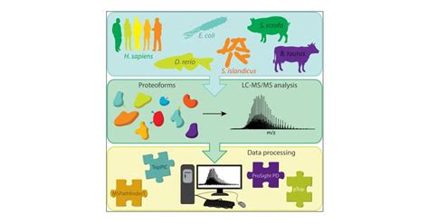 Comparing Top Down Proteoform Identification Deconvolution Prsm